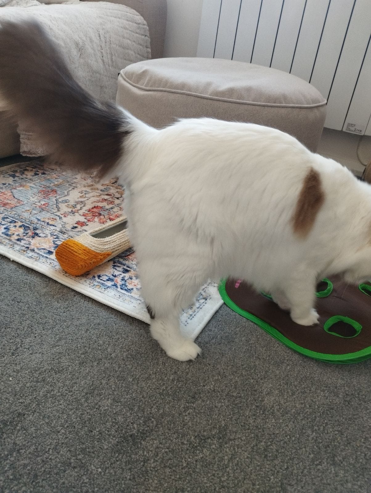 Hygiene Clip or Panel - San's Cat Grooming Services